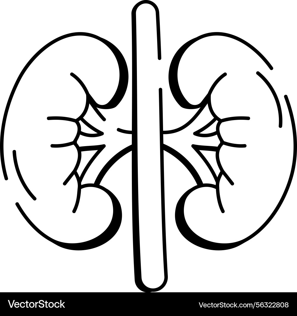 Hand-Drawn Kidney Icon Set - Medical Doodle Vector Image