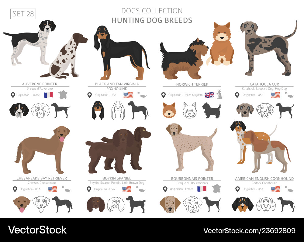 Hunting dogs collection isolated on white flat Vector Image