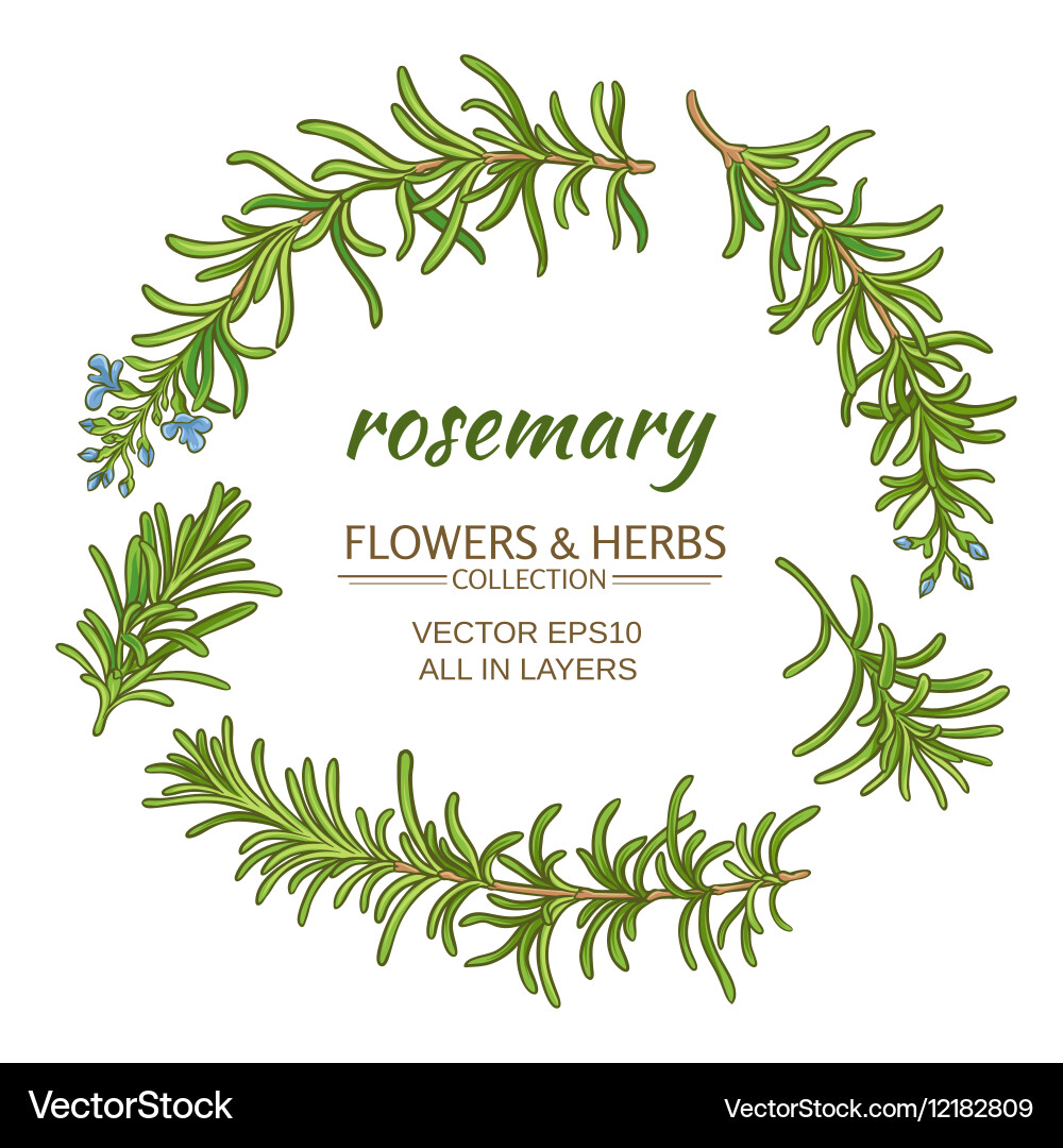 Rosemary set Royalty Free Vector Image - VectorStock