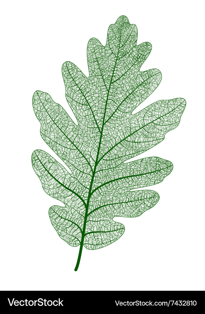 Isolated Oak Leaf Royalty Free Vector Image - VectorStock
