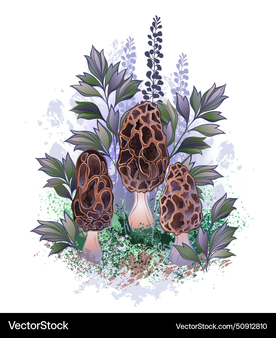 Three morel mushrooms Royalty Free Vector Image