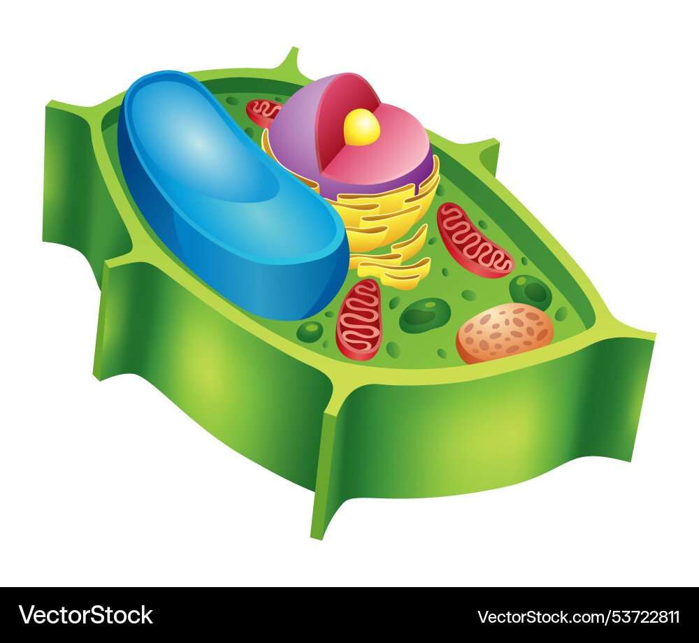 The plant cell anatomy Royalty Free Vector Image