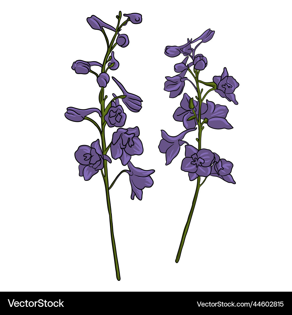 Blue Larkspur Wildflowers Royalty Free Vector Image
