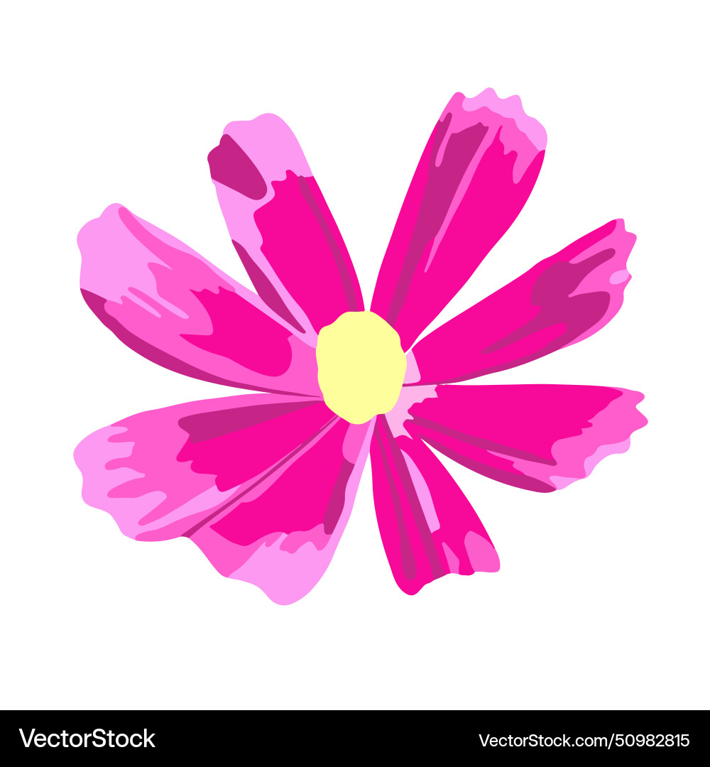 Cosmea flower on white background Royalty Free Vector Image