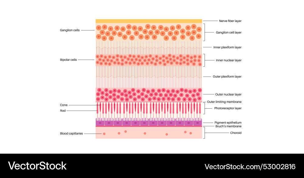 Retina structure poster Royalty Free Vector Image