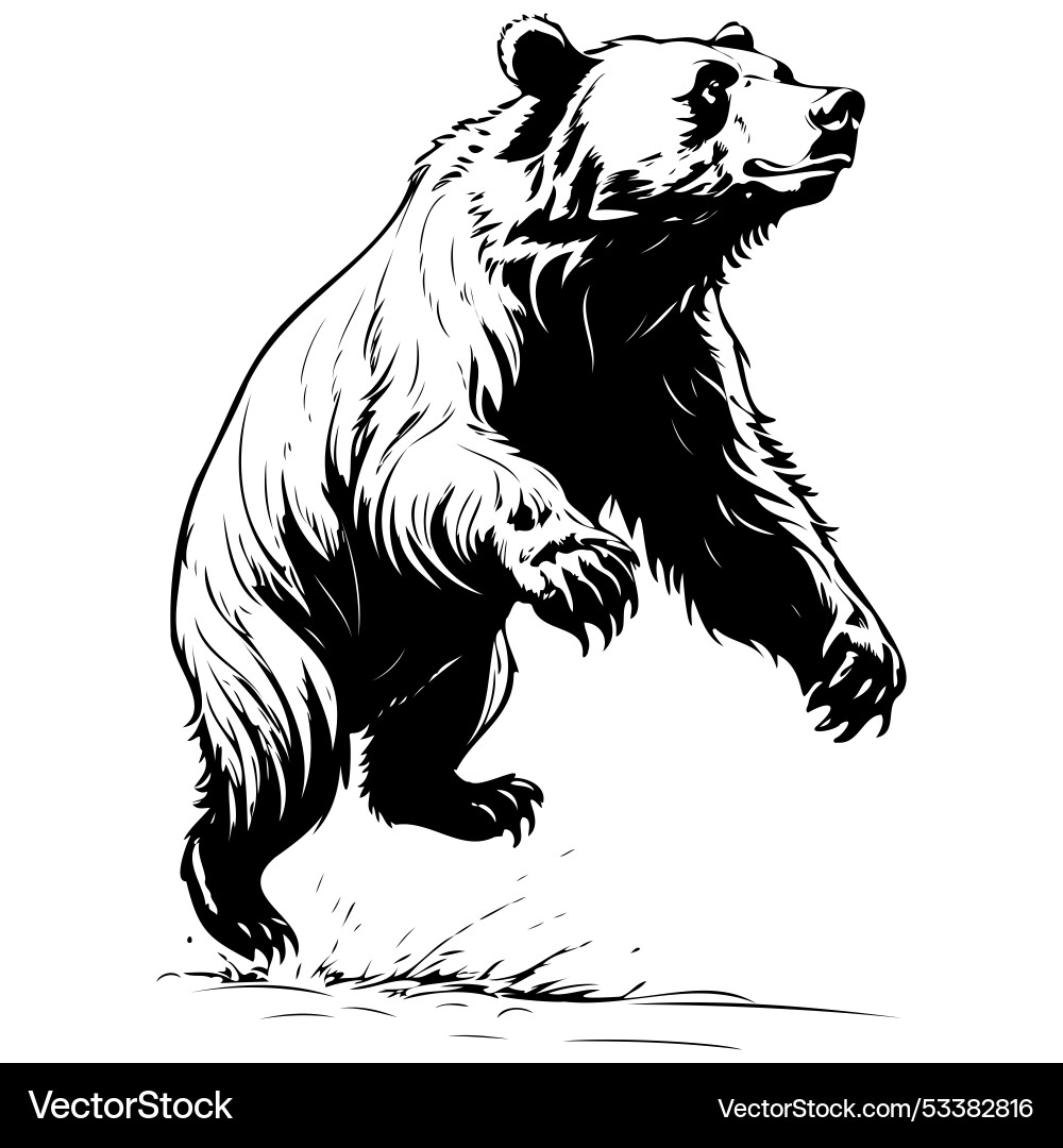 Sketches bear jump monochrome outline drawing Vector Image