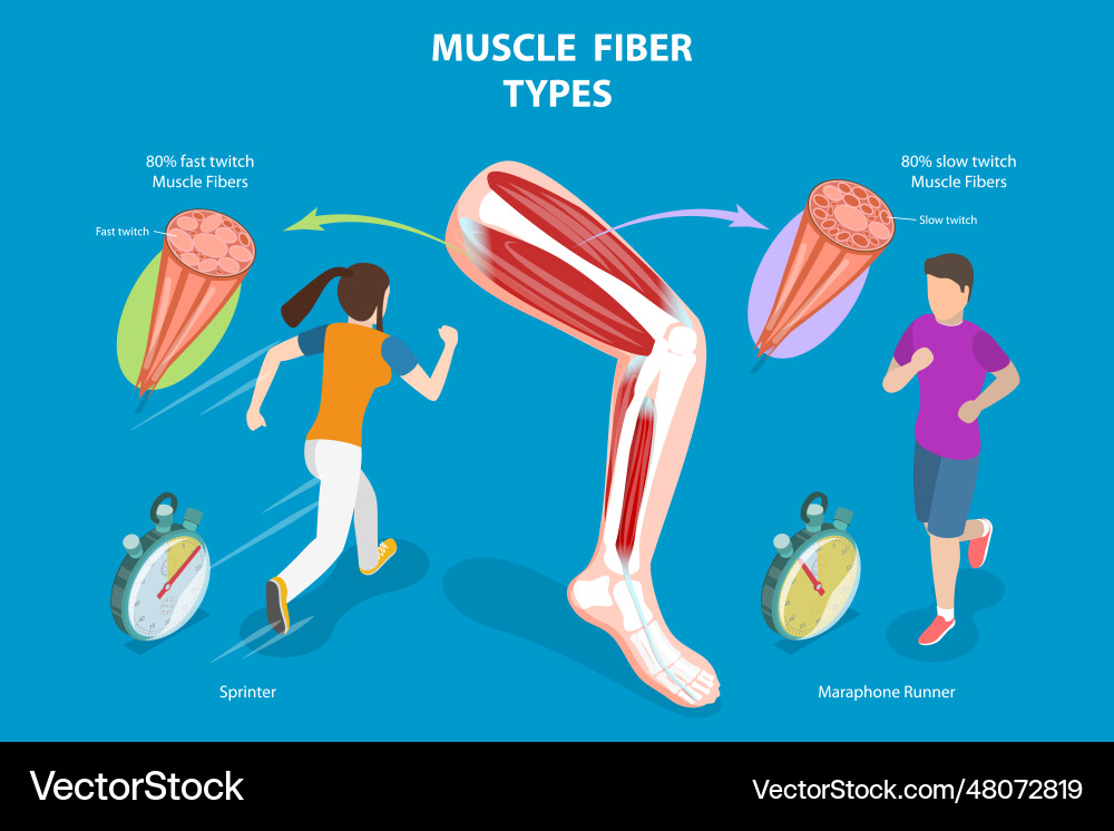 Muscle Fiber Anatomy - Isometric Royalty Free Vector Image