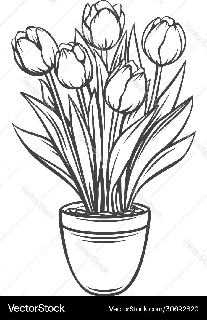 Tulips in a pot Royalty Free Vector Image - VectorStock