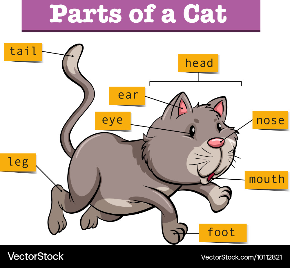 Cat Parts Diagram