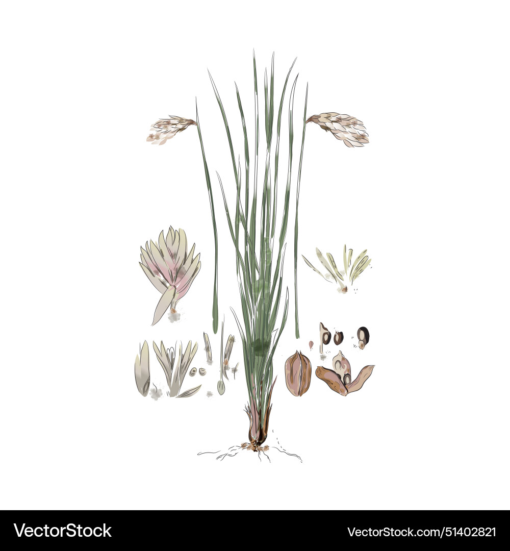 Hand drawing botanical plant study Royalty Free Vector Image