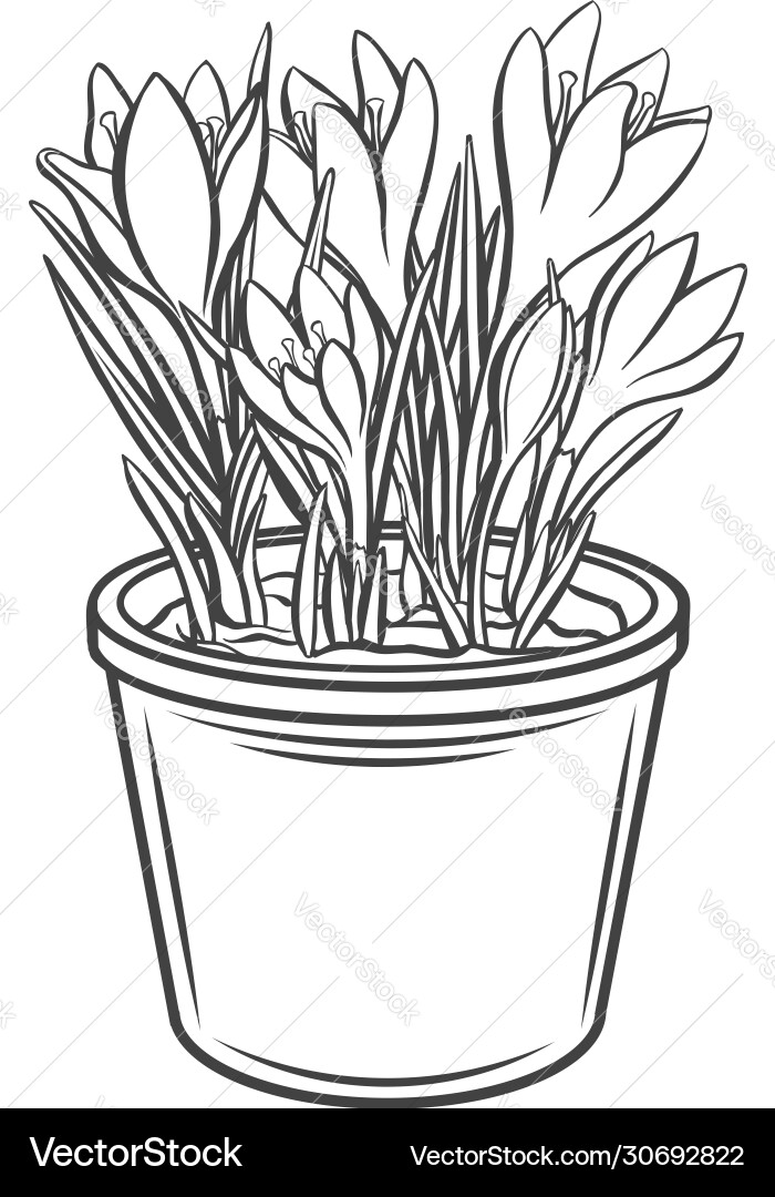 Crocus Flower in Pot Outline Royalty Free Vector Image