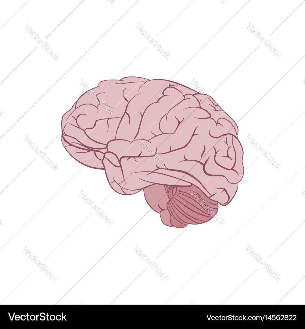 Human brain Royalty Free Vector Image - VectorStock