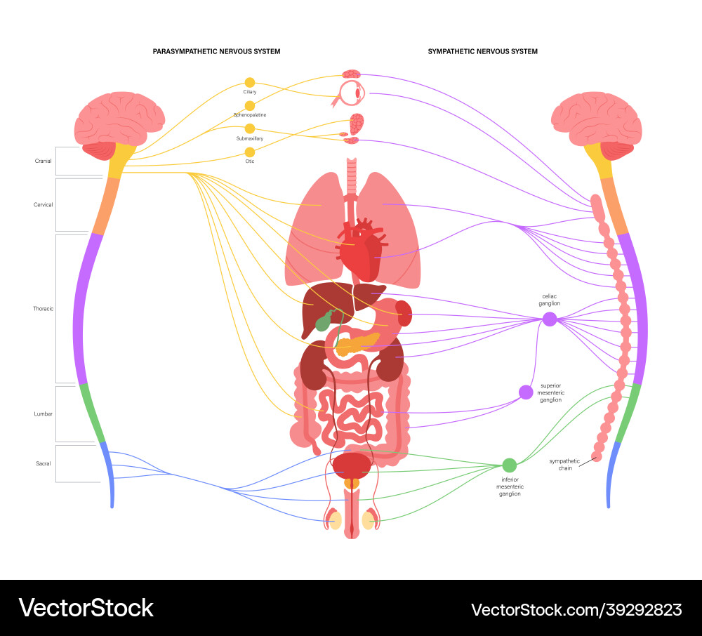Autonomic Nervous System Diagram Royalty Free Vector Image