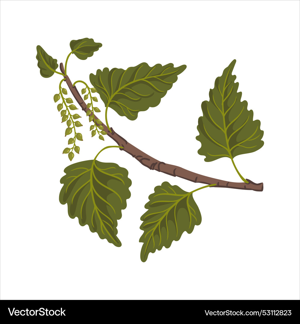 Drawing tree branch eastern cottonwood Royalty Free Vector