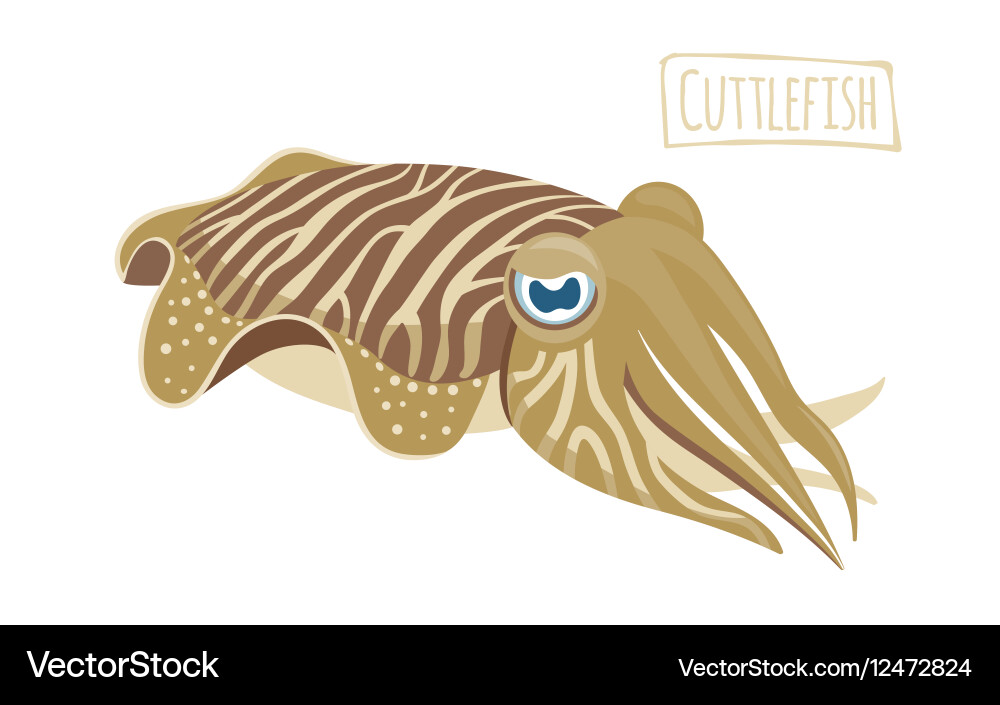 Brown Cuttlefish Royalty Free Vector Image - VectorStock