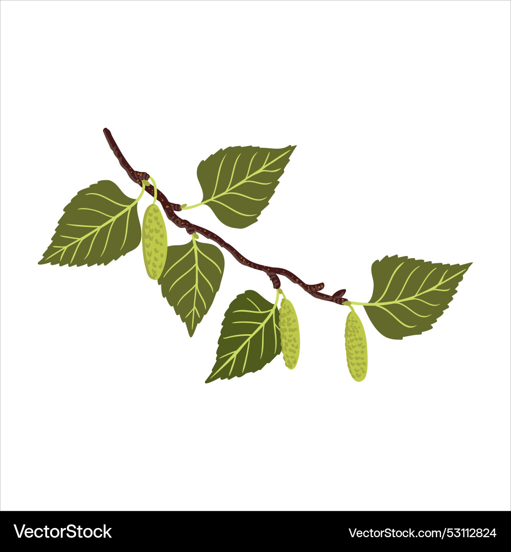 Drawing tree branch paper birch Royalty Free Vector Image