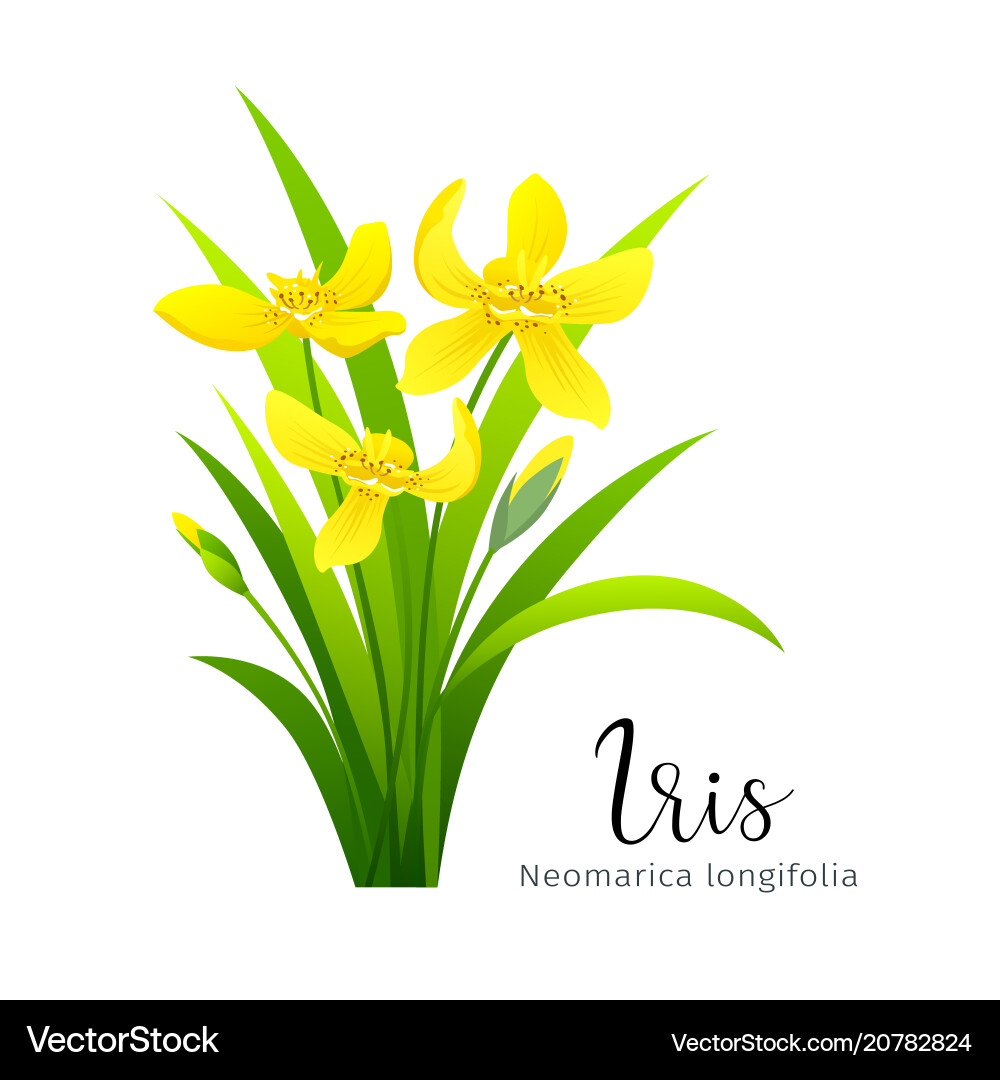 Iris yellow flower isolated Royalty Free Vector Image