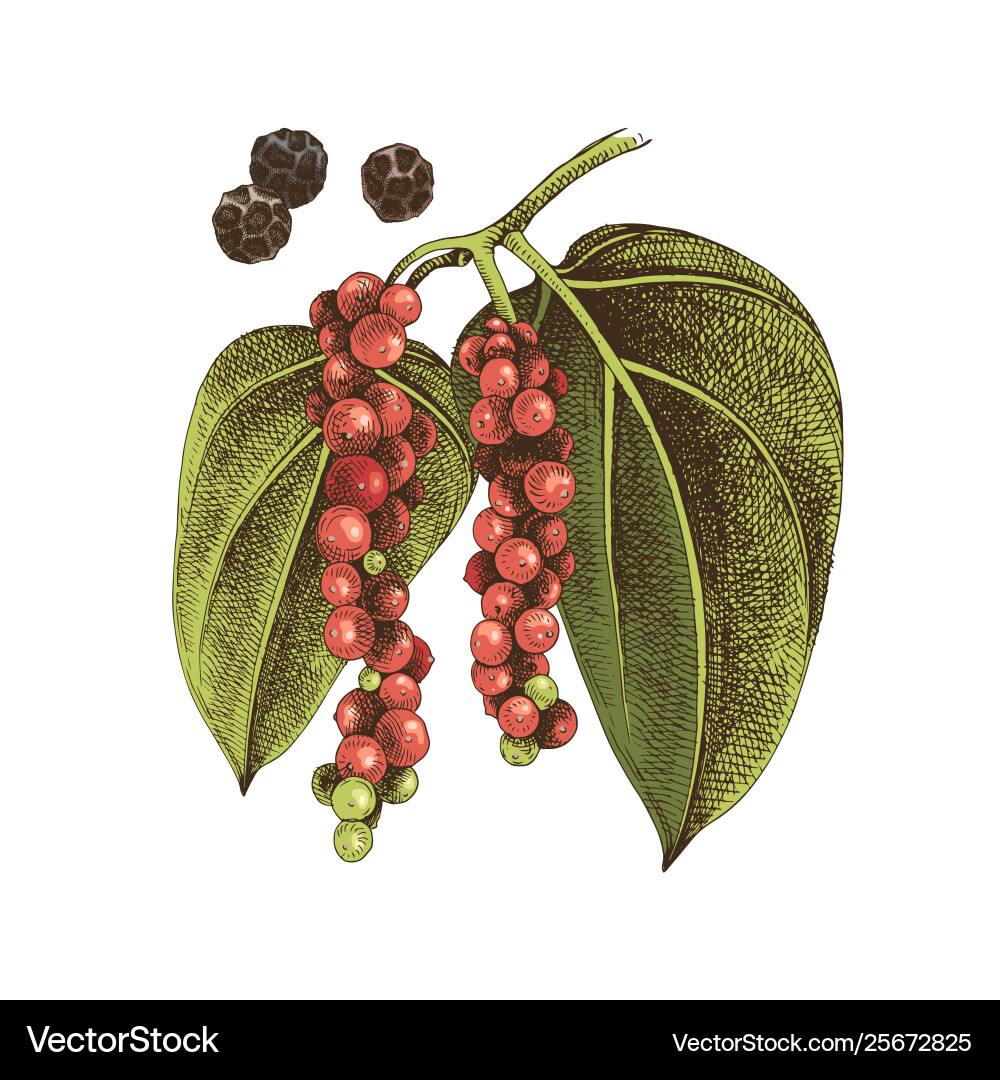Hand Drawn Black Pepper Illustration Royalty Free Vector
