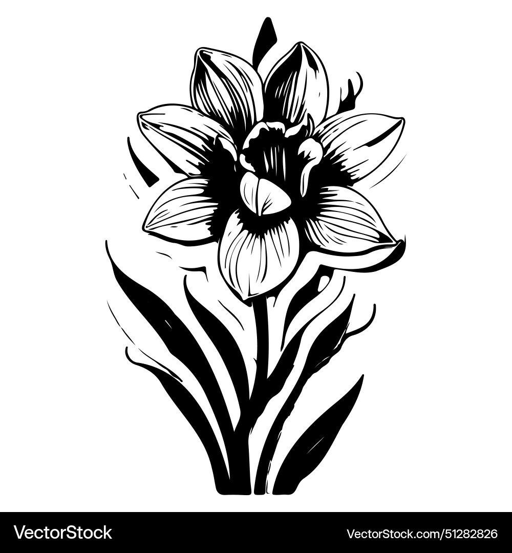 Daffodil flower sketch Royalty Free Vector Image
