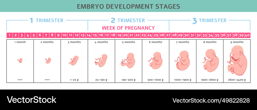 Fetal Development Stages: Human Embryo Growth Vector Image