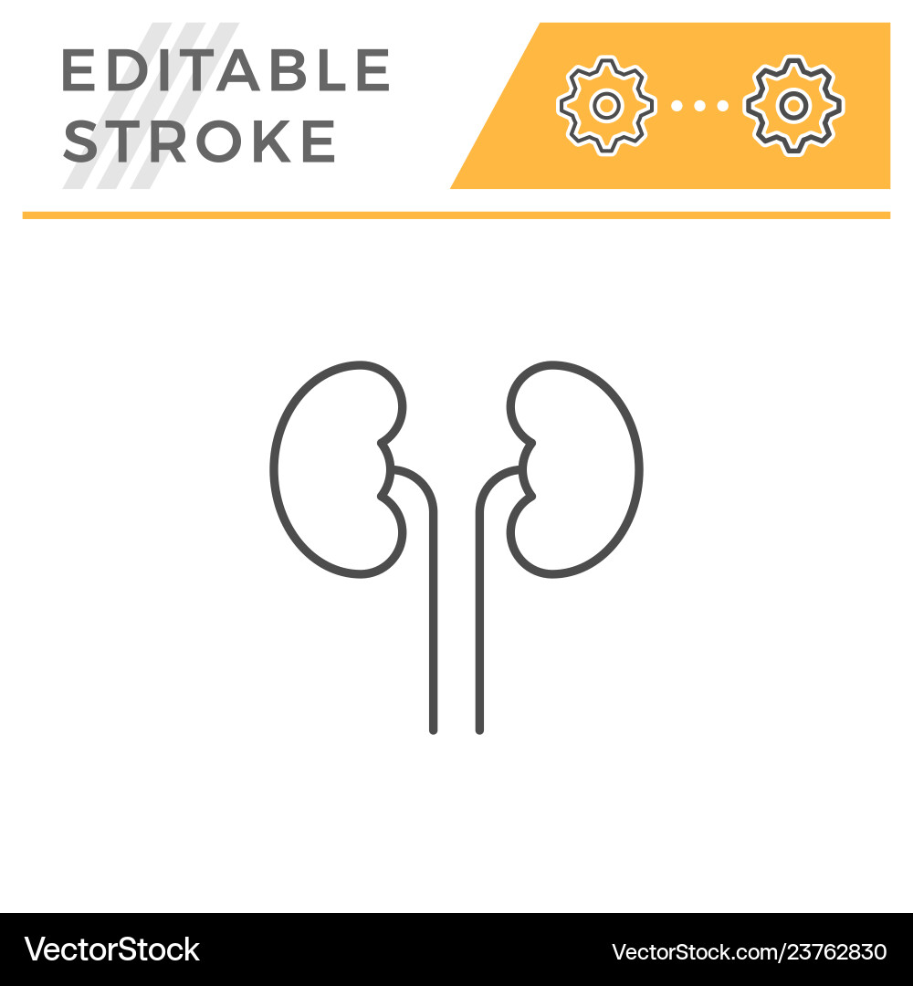 Kidneys line icon Royalty Free Vector Image - VectorStock