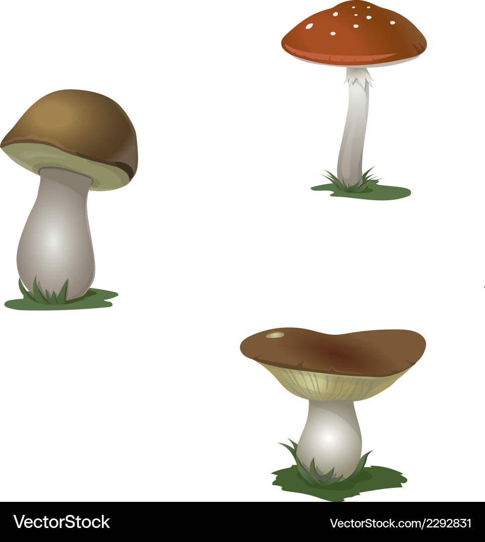 Mushroom set Royalty Free Vector Image - VectorStock