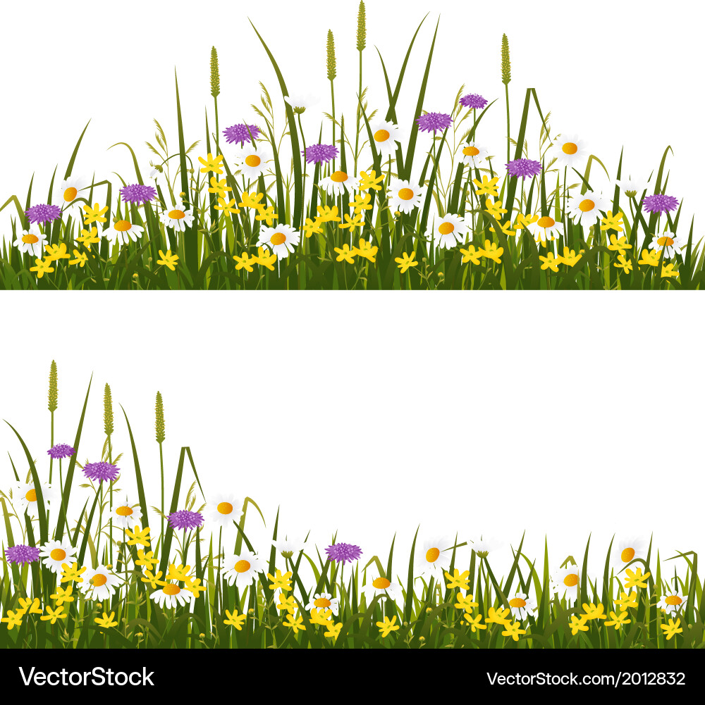 Beautiful Wildflower Meadow Royalty Free Vector Image