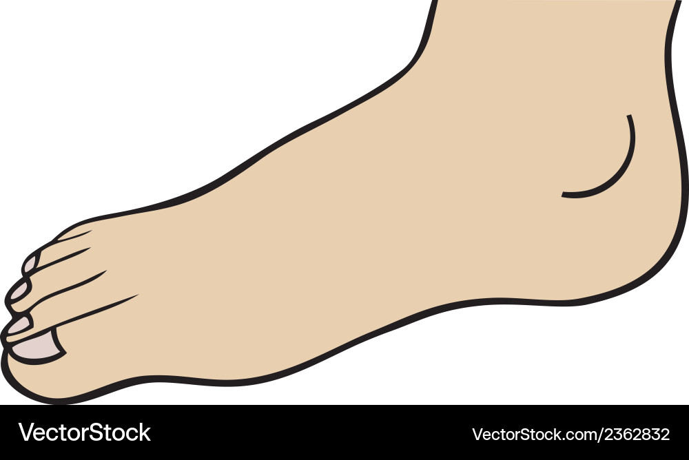 Foot Royalty Free Vector Image - VectorStock