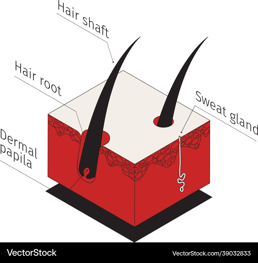 Isometric hair infographic composition Royalty Free Vector
