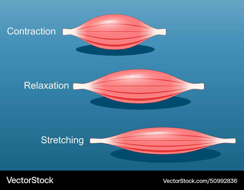 Muscle relaxation stretching and contraction Vector Image