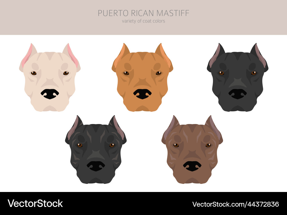 Puerto rican mastiff clipart all coat colors set Vector Image