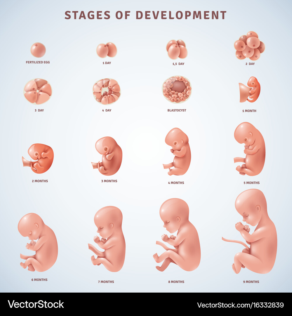 Human Embryonic Development Stages Royalty Free Vector Image