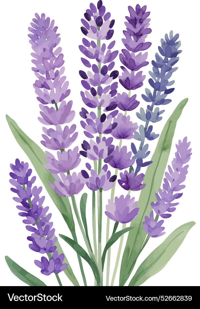 Purple and violet lavender flower – Royalty-Free Vector | VectorStock