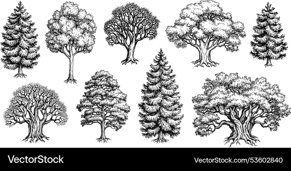 Scots Pine Vector Images (63)