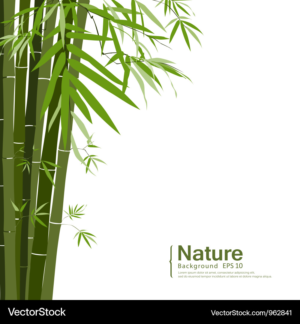 Bamboo Royalty Free Vector Image - VectorStock