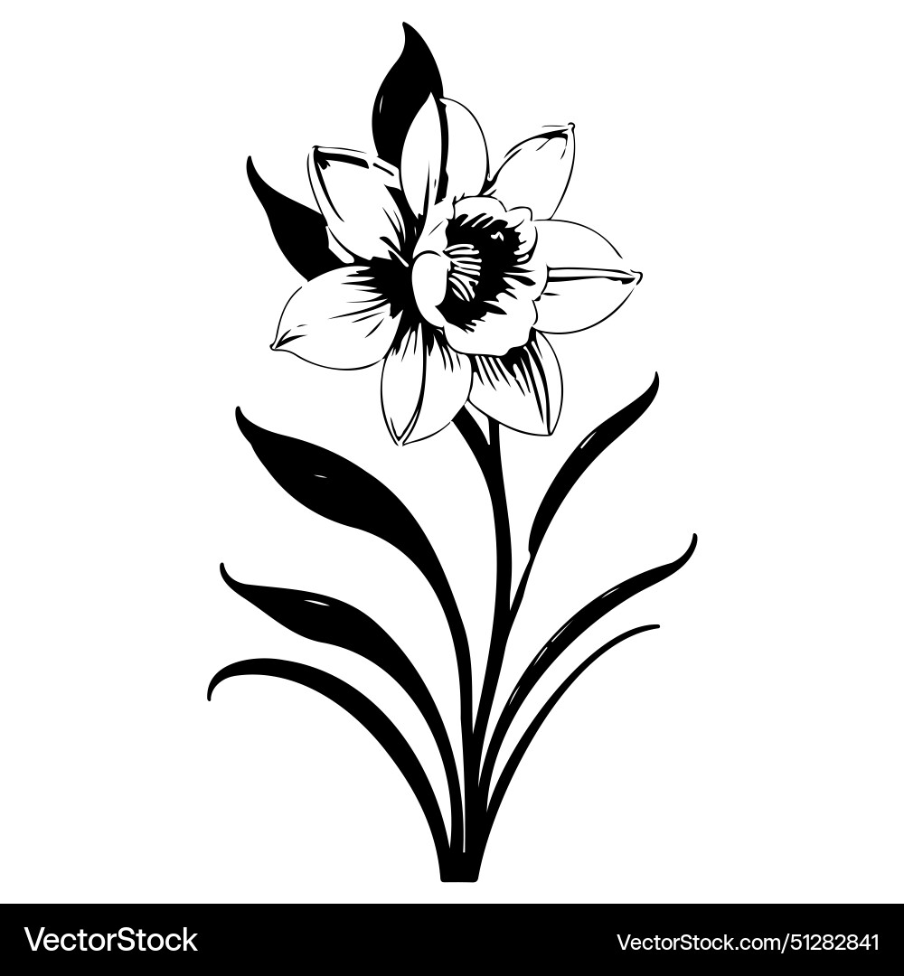 Daffodil flower sketch Royalty Free Vector Image