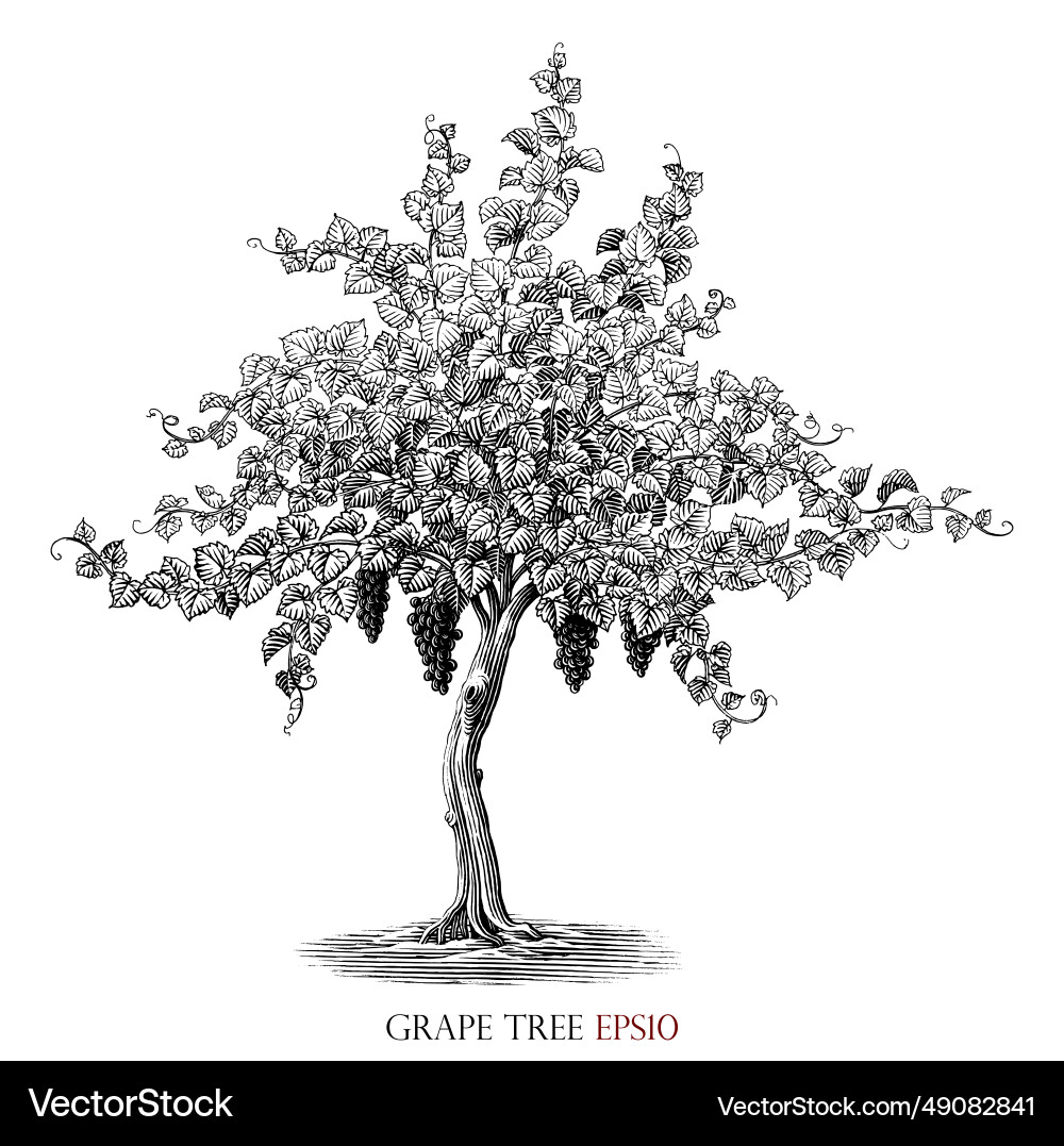 Grape tree vintage engraving style black Vector Image