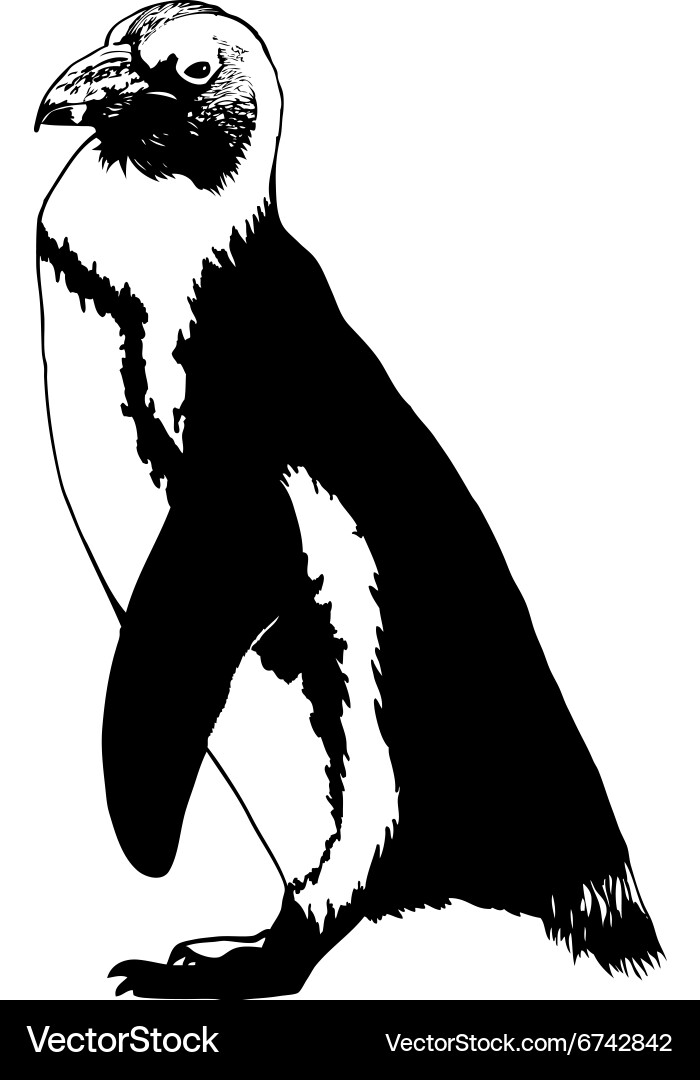 Penguin Royalty Free Vector Image - VectorStock