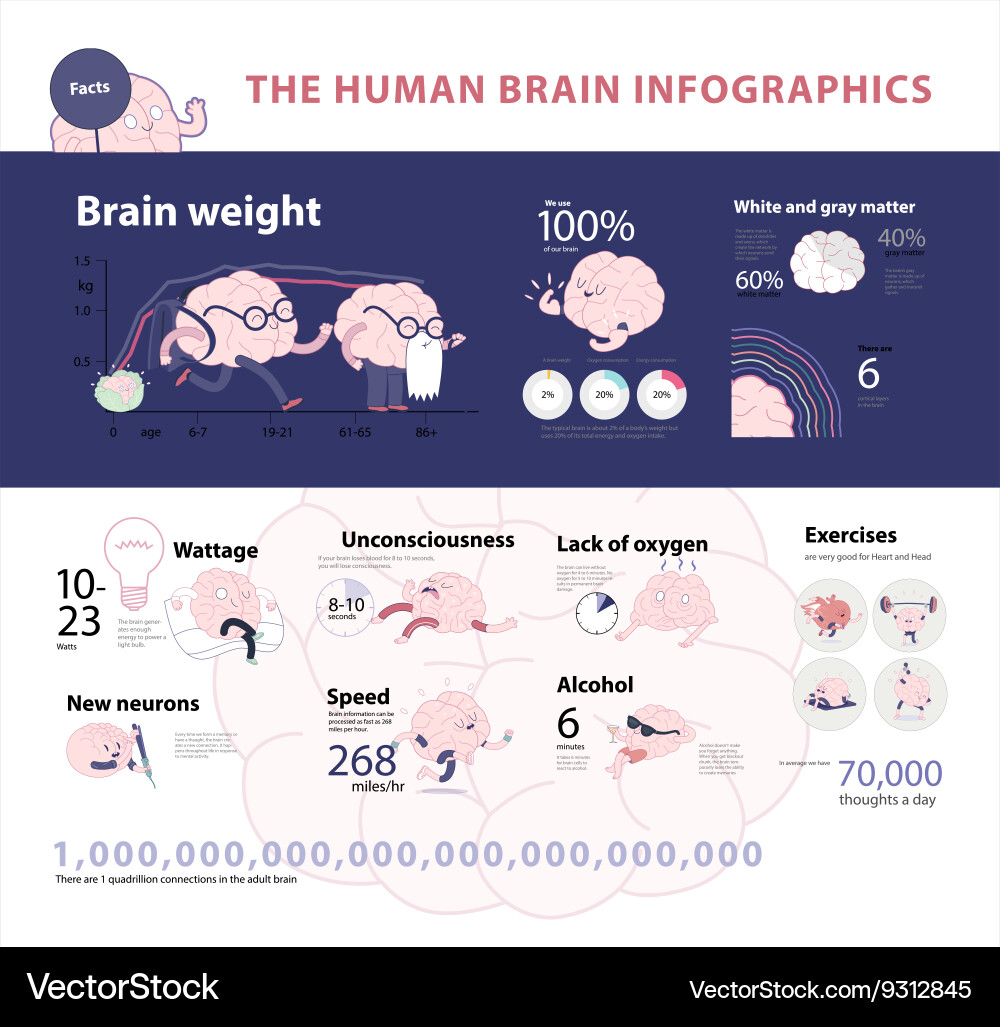 Human brain infographic 2 Royalty Free Vector Image