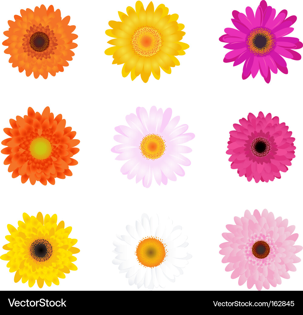 Vibrant Daisy Bouquet Royalty Free Vector Image
