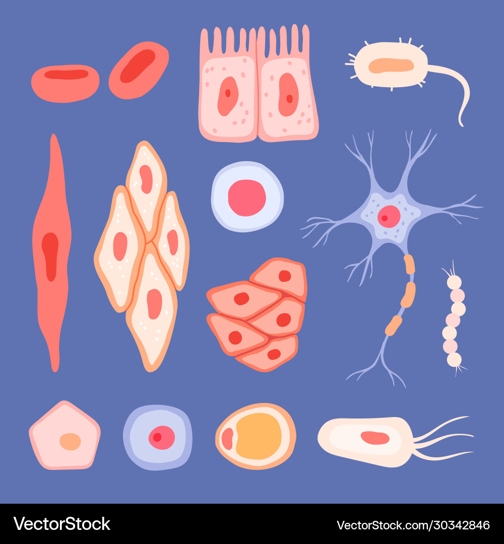 Human cells biological structure blood scenes Vector Image