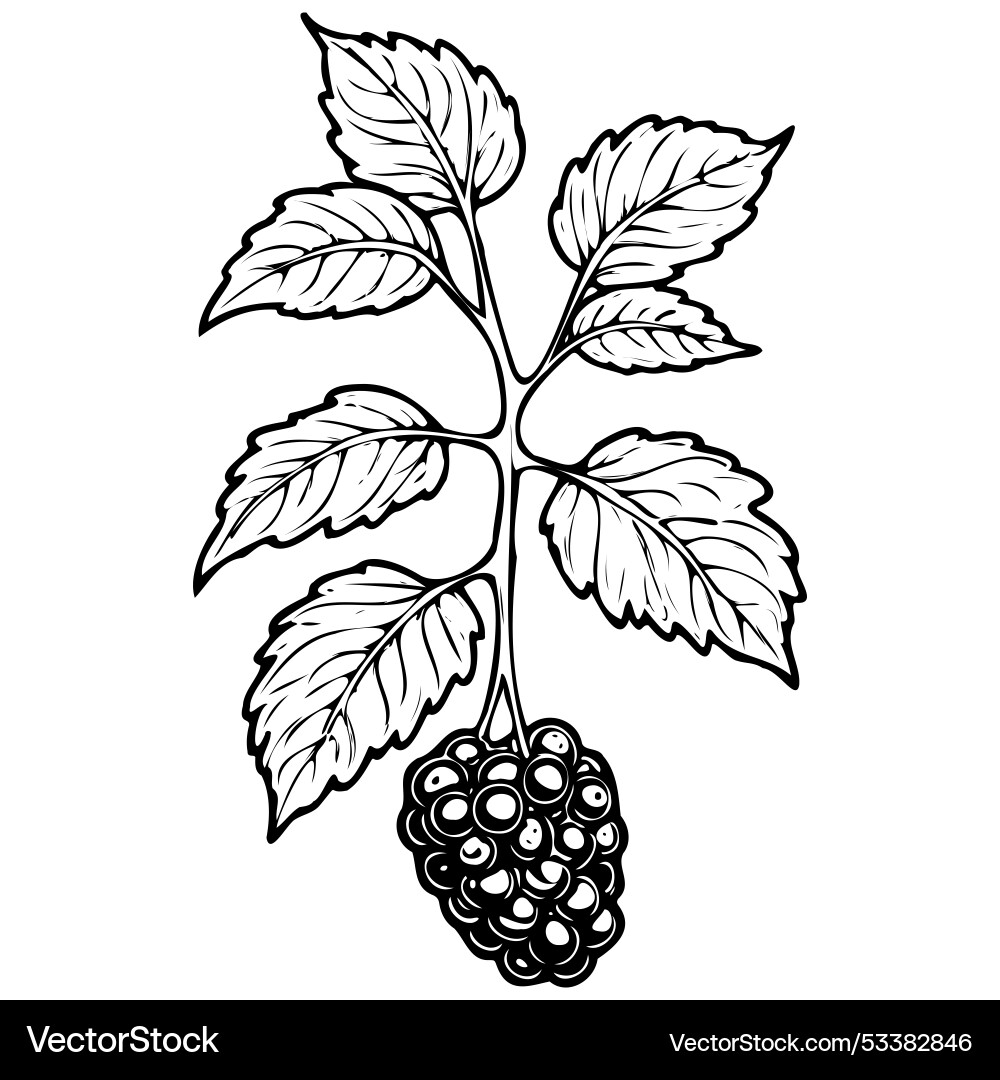Sketches black mulberry ink hand drawn fruit Vector Image