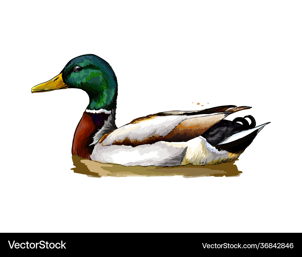 Watercolor Duck Splash - Realistic Painting Vector Image