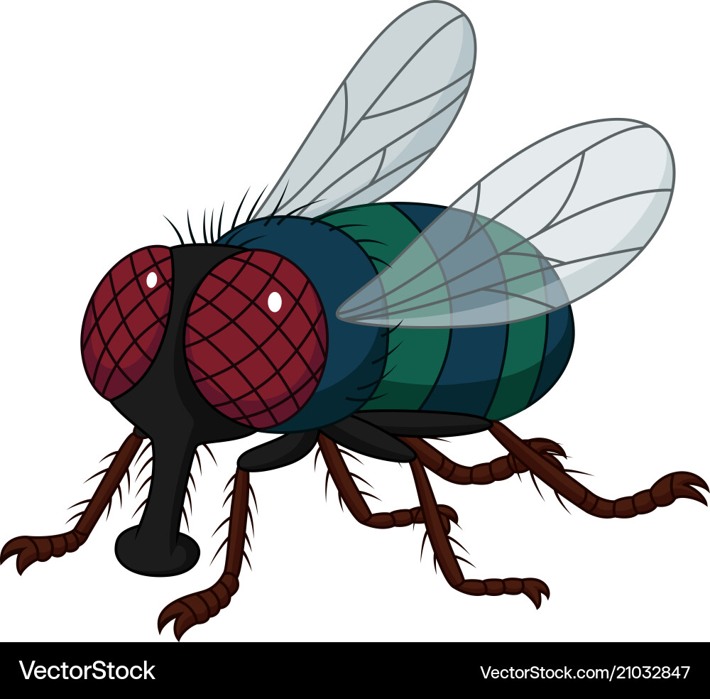 Cartoon house fly isolated on white background Vector Image