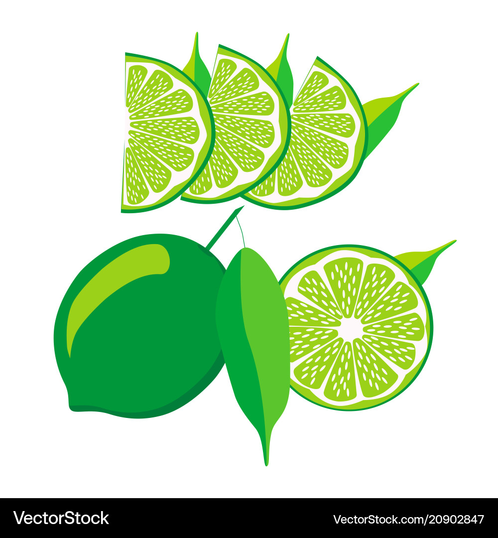 Lime Royalty Free Vector Image - VectorStock