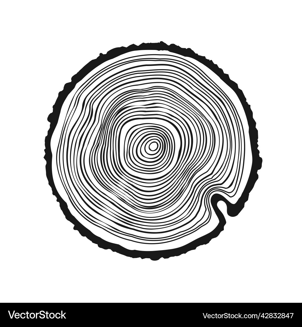 Sawn Tree Slice - Wood Cut Royalty Free Vector Image