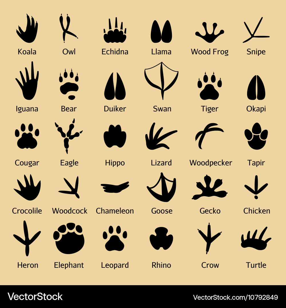 Birds footprints and animals tracks Royalty Free Vector