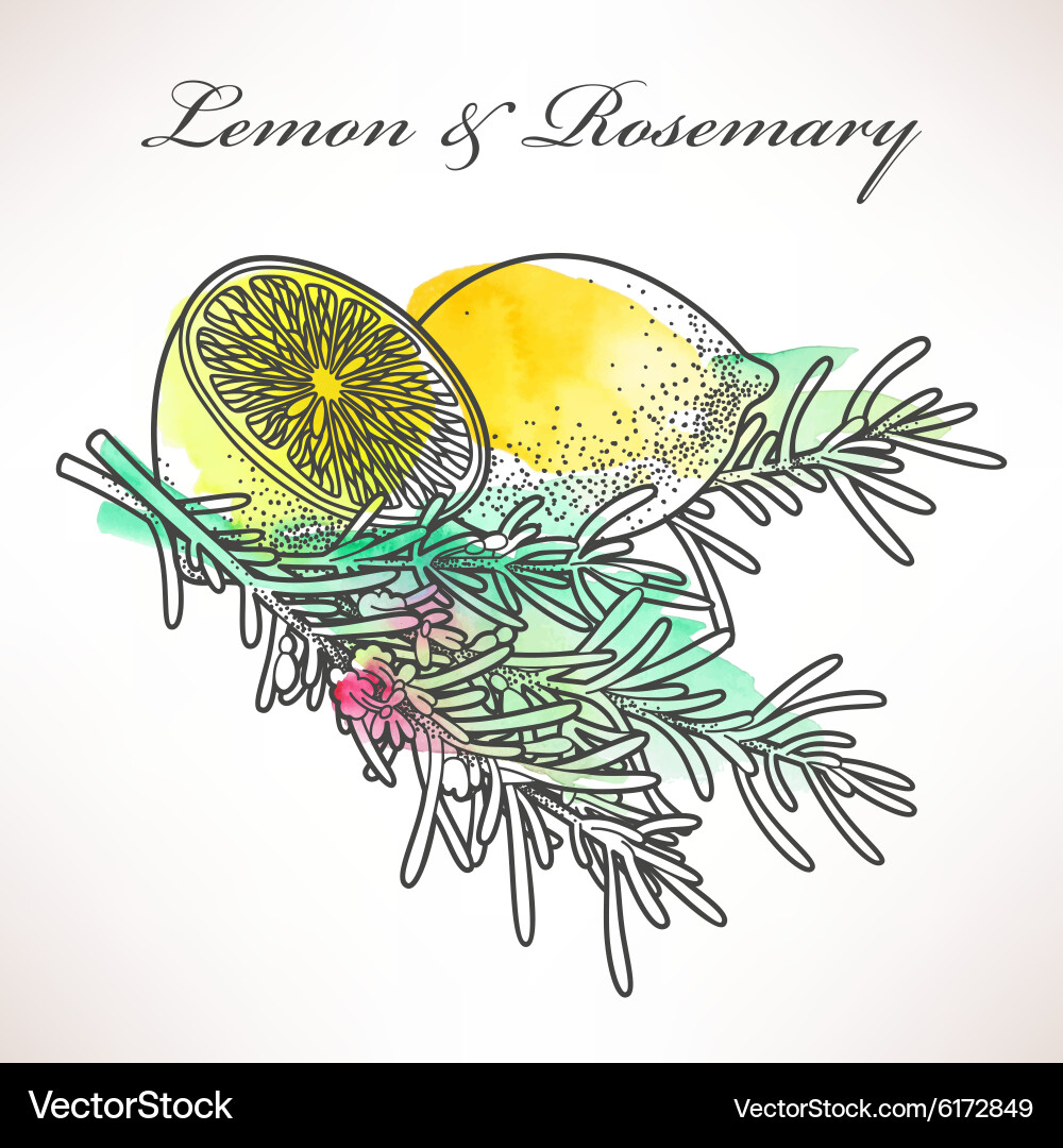 Lemon and rosemary Royalty Free Vector Image - VectorStock
