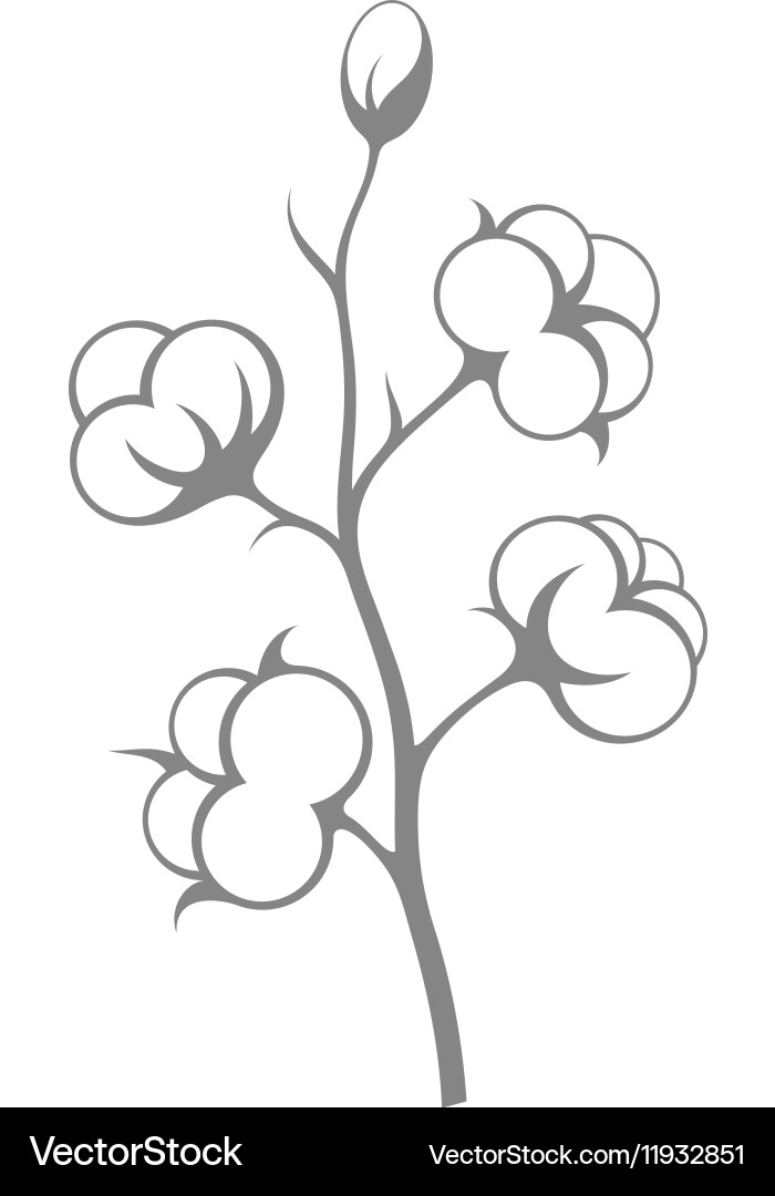 Cotton Royalty Free Vector Image - VectorStock