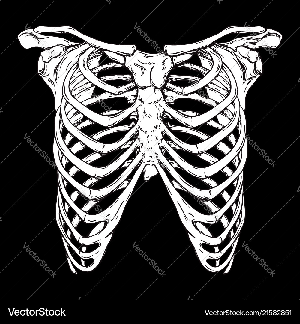 Human Rib Ribcage Vector Images (over 160)